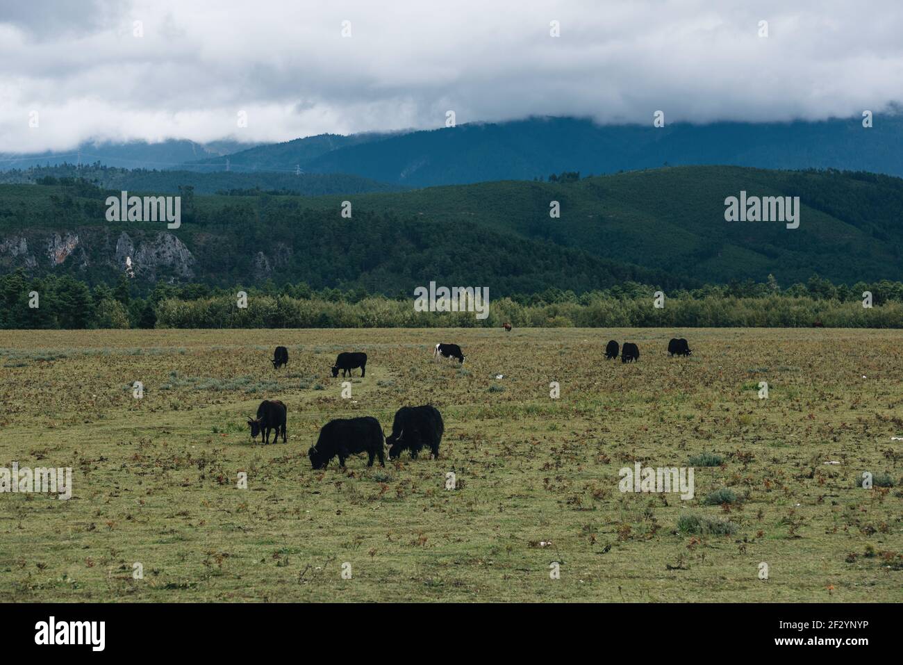 Grassland and Yaks in Shangri-La, Yunnan Stock Photo - Alamy