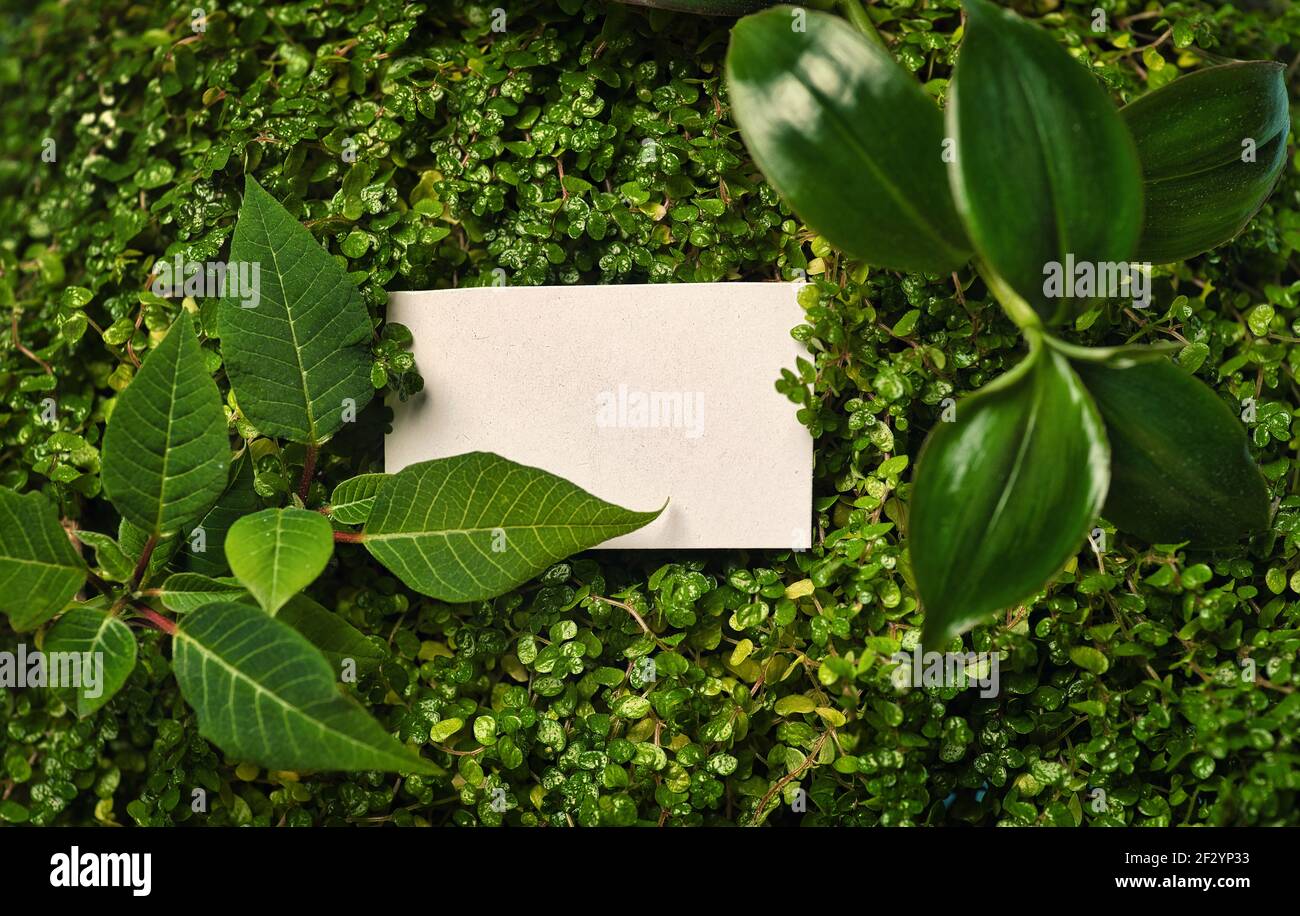 Empty note card with green plants creating a frame with copy space for ...