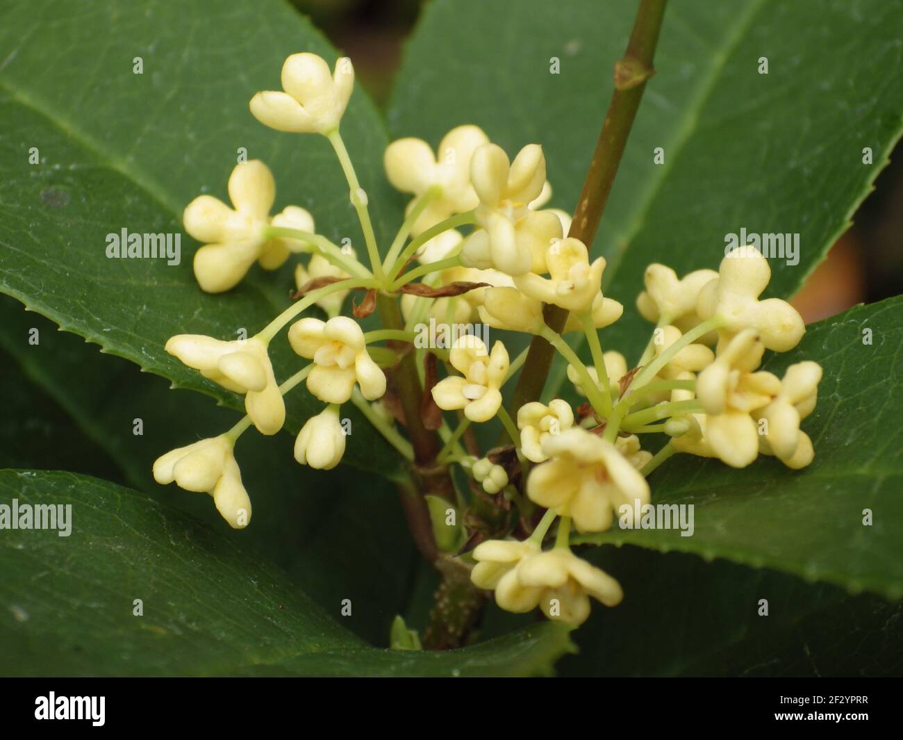 Devilwood plant hi-res stock photography and images - Alamy