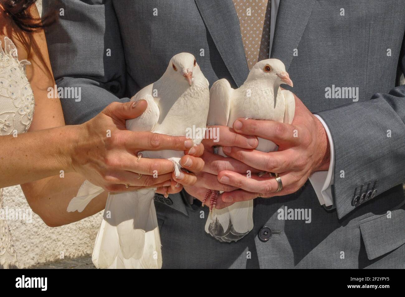 The bride and groom holding wedding doves Stock Photo - Alamy
