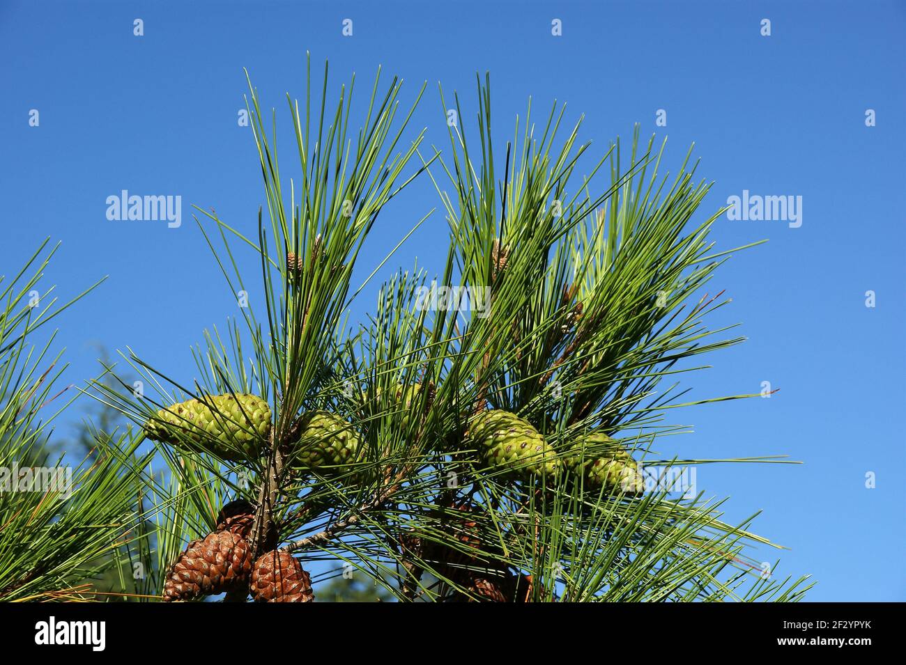 Natural cones on spruce Stock Photo - Alamy