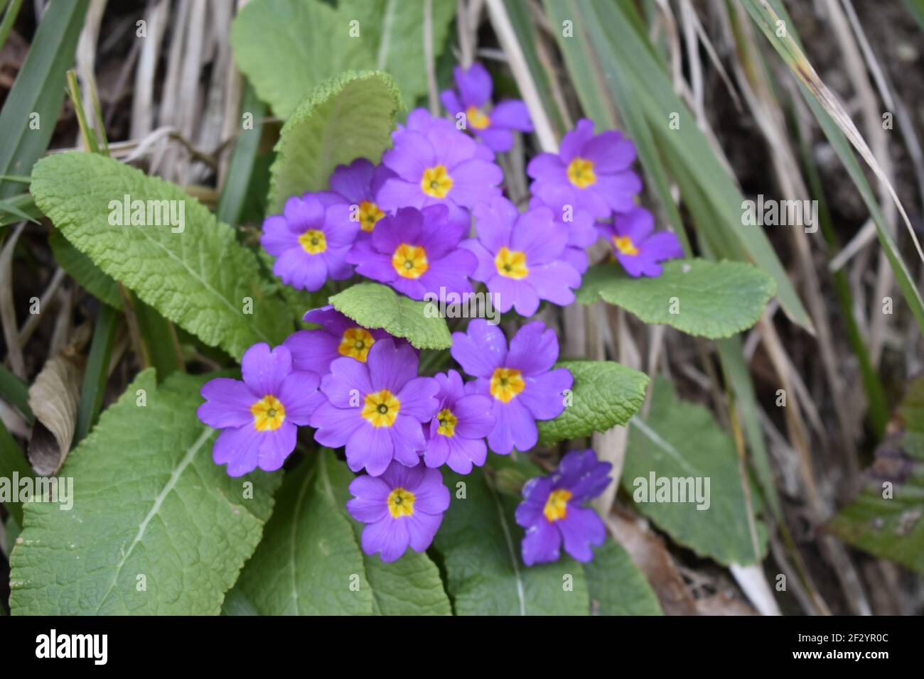 Puple light hi-res stock photography and images - Alamy