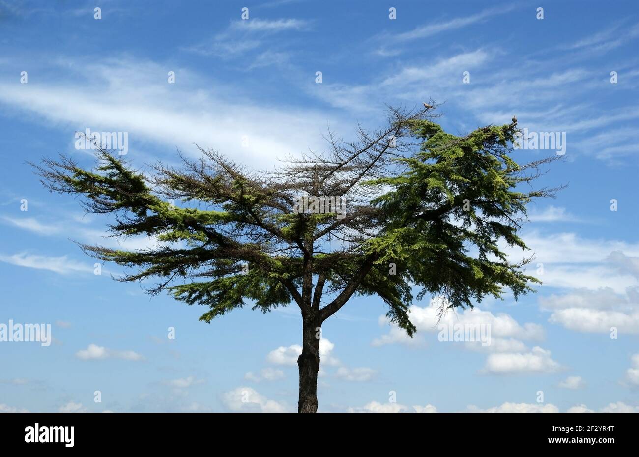 lone pine tree with a broad crown on a background of blue sky Stock ...