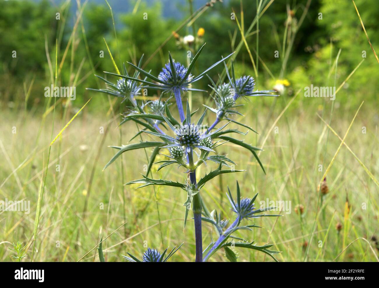 Blue thorn on a green summer field. Eryngium planum L Stock Photo - Alamy