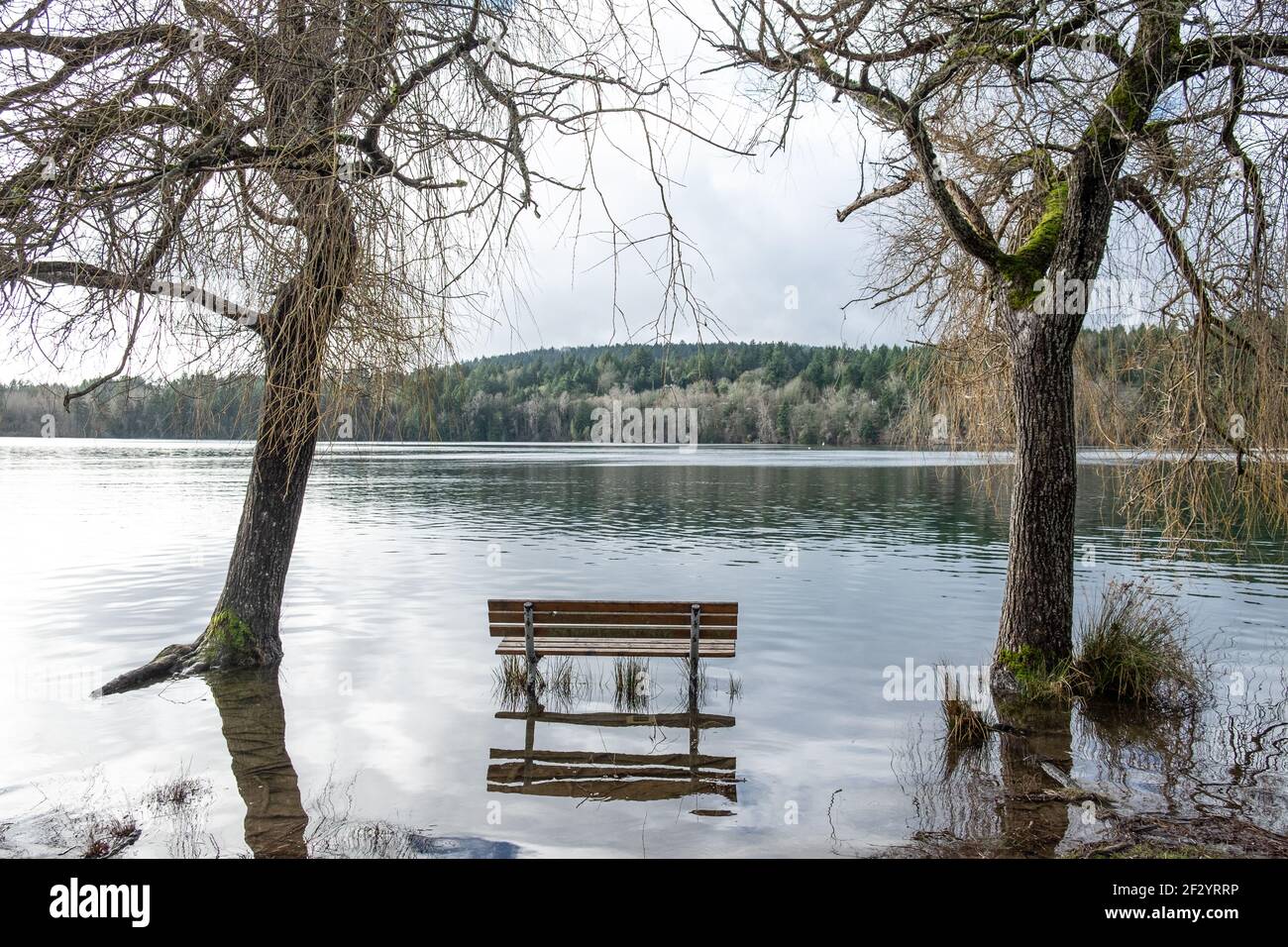 flooded park bench at a tranquil lake, Elk Lake Park, Victoria, BC ...