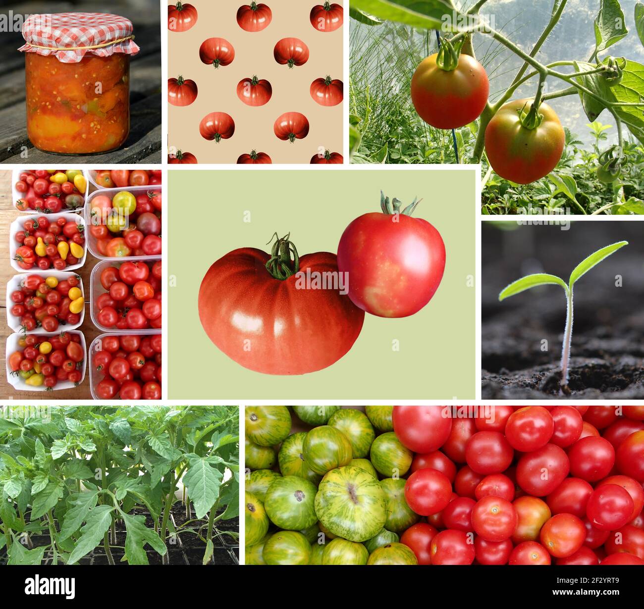 Collage of different Organic Tomatoes and plants - Photo-montage Stock ...