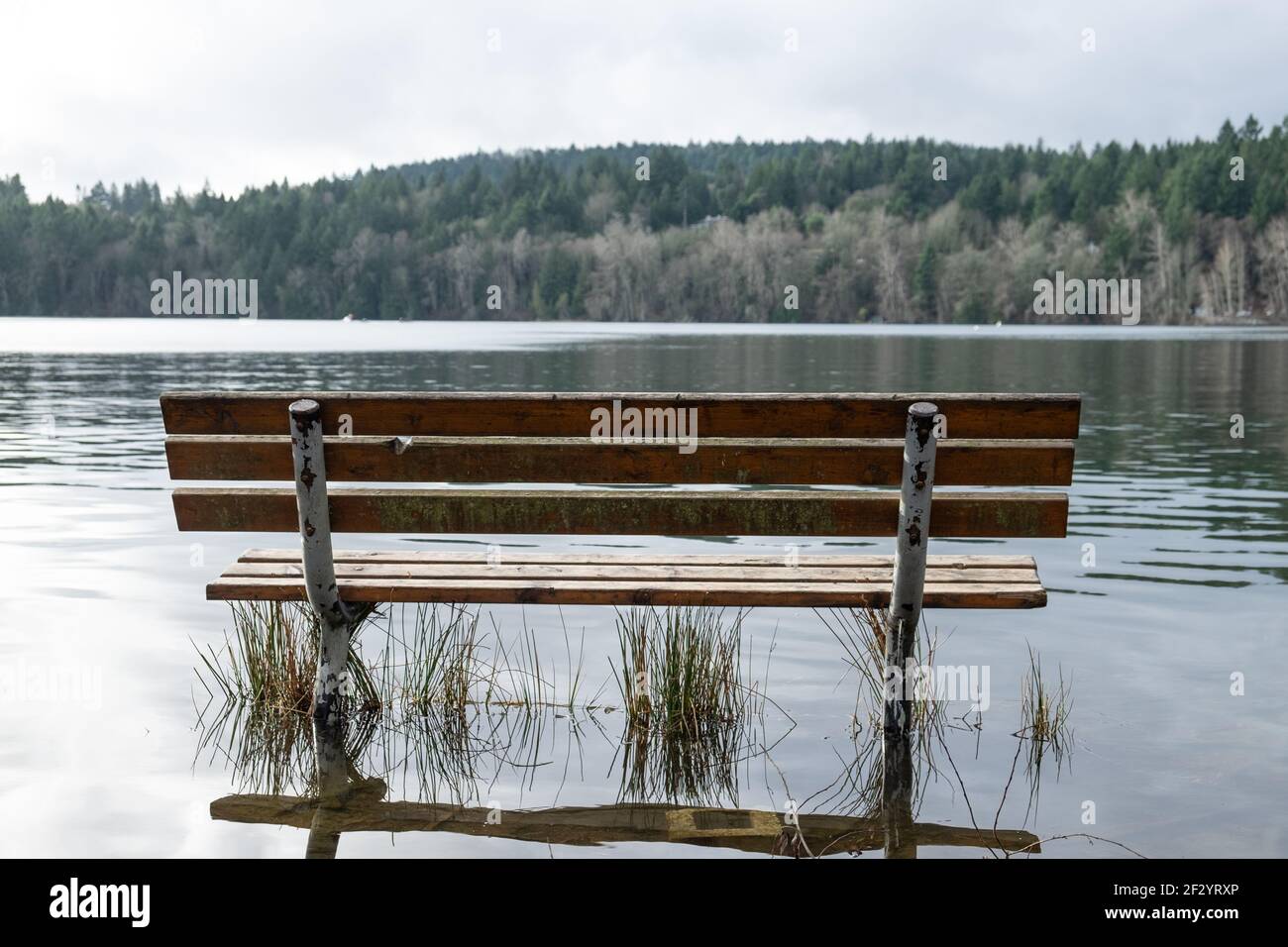 flooded park bench at a tranquil lake, Elk Lake Park, Victoria, BC ...