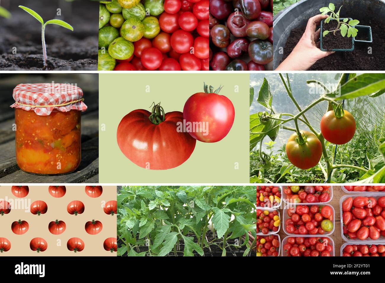 Collage of different Organic Tomatoes and plants - Photo-montage Stock ...