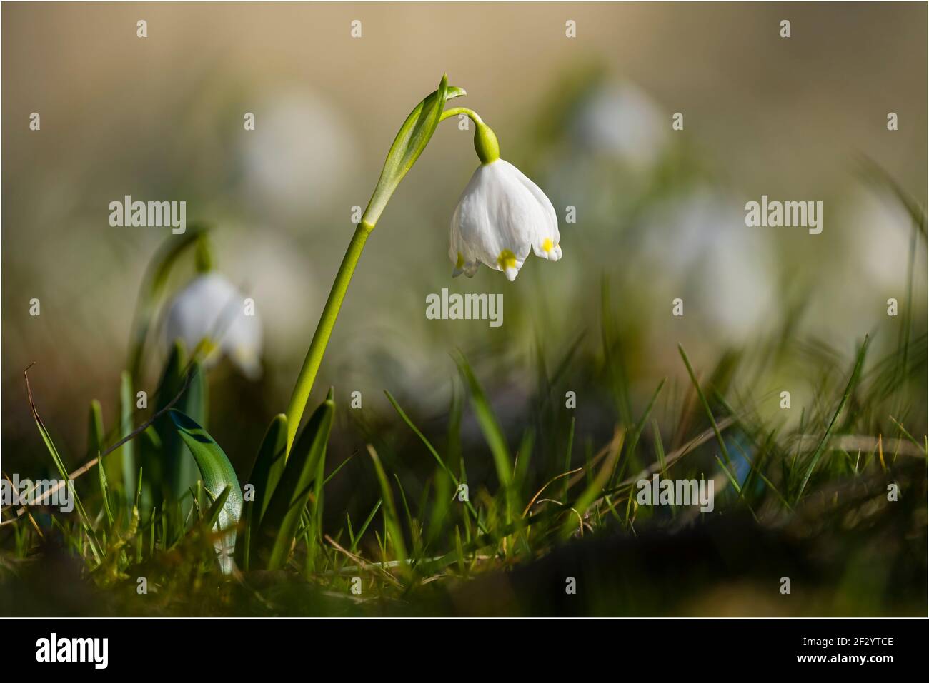 Close-up of a snowflake (Leucojum vernum), growing in a meadow with ...