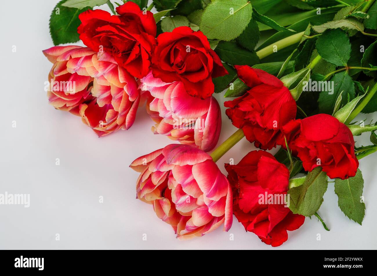 Five red roses; three tulips; on light background;close-up Stock Photo ...