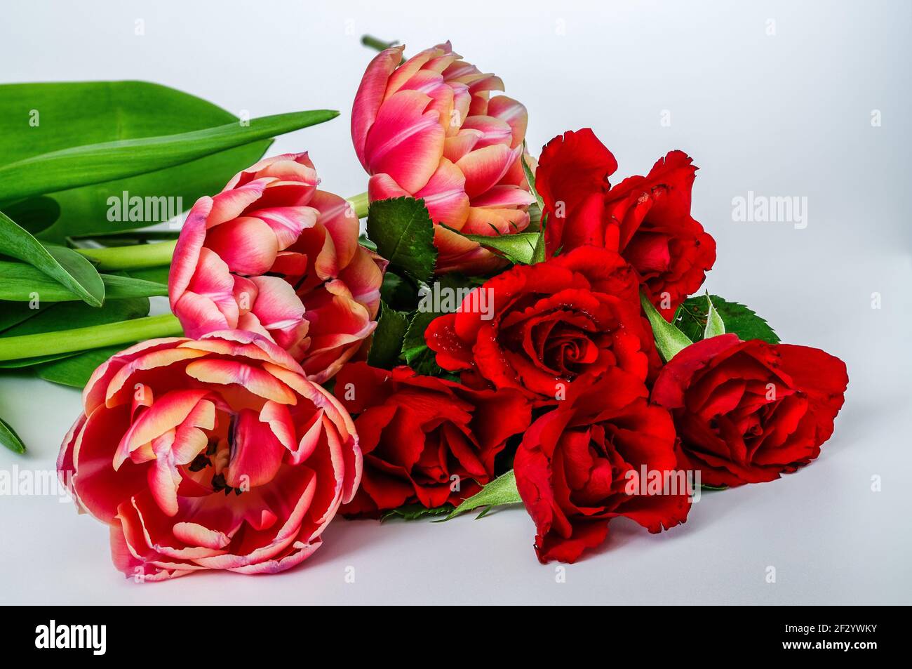 Five red roses; three tulips; on a light background; water drops Stock ...