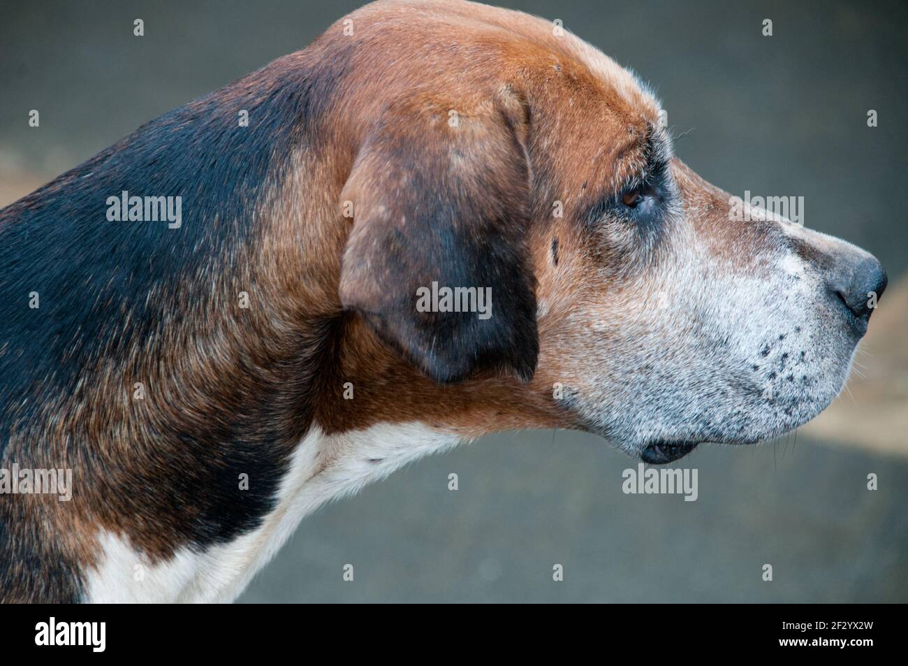 Headshots of Foxhounds of the Percy Hunt Stock Photo - Alamy