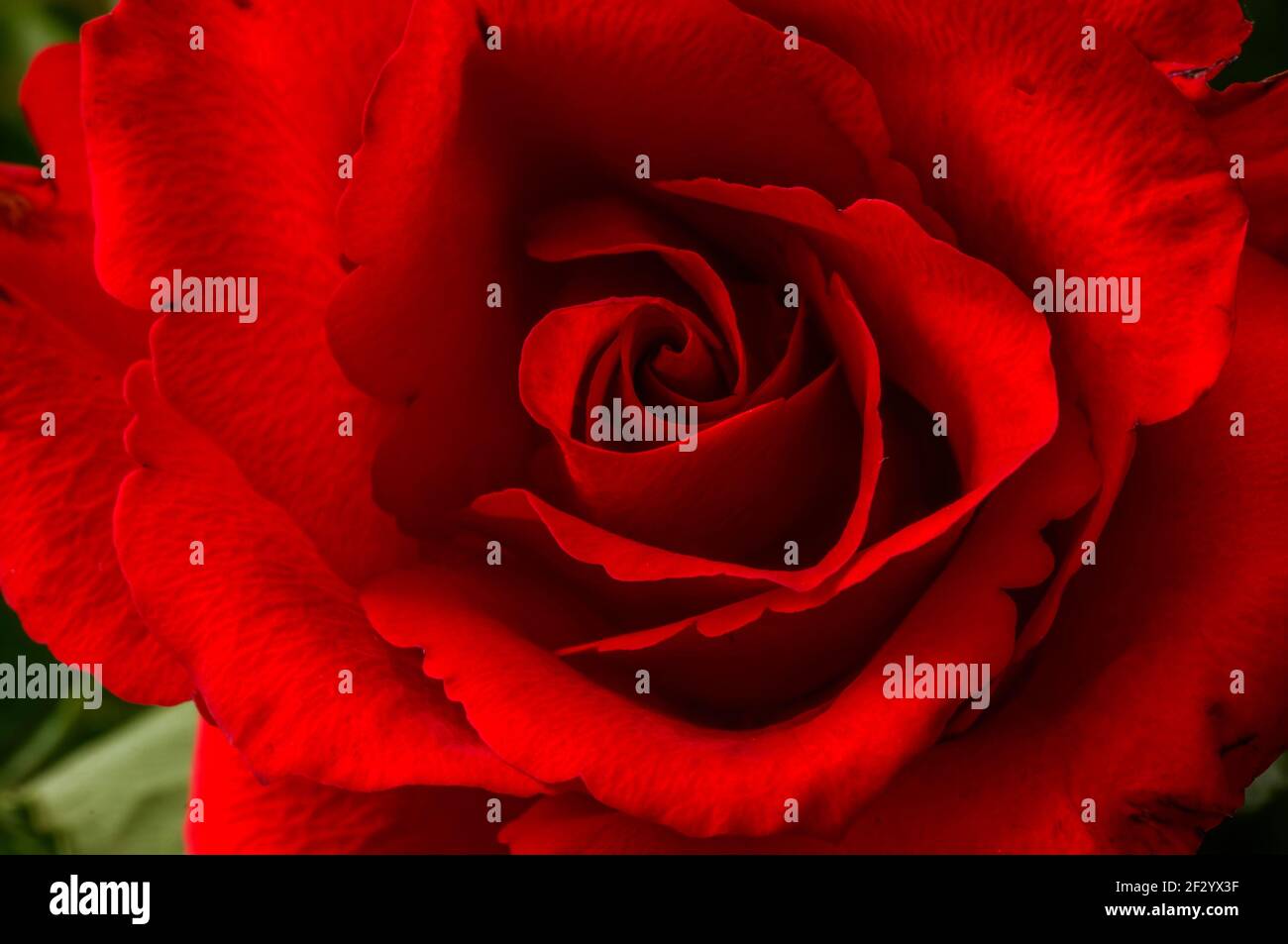 red rose flower in full bloom,macro Stock Photo - Alamy