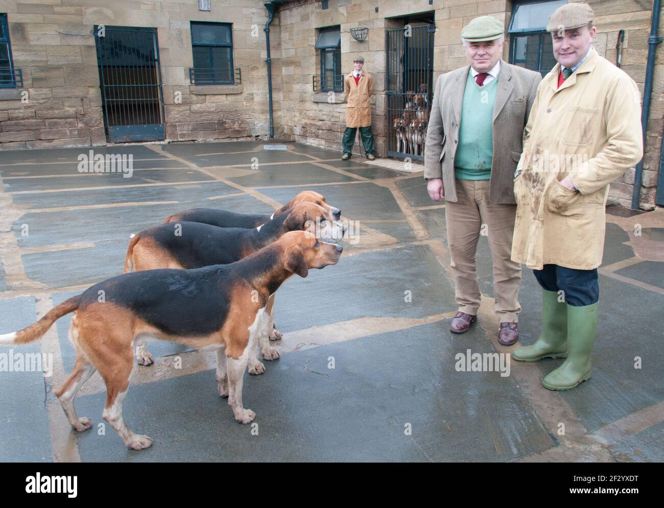 Excercising the Percy Hunt foxhounds. Huntsman: Robert McCarthy (Light ...