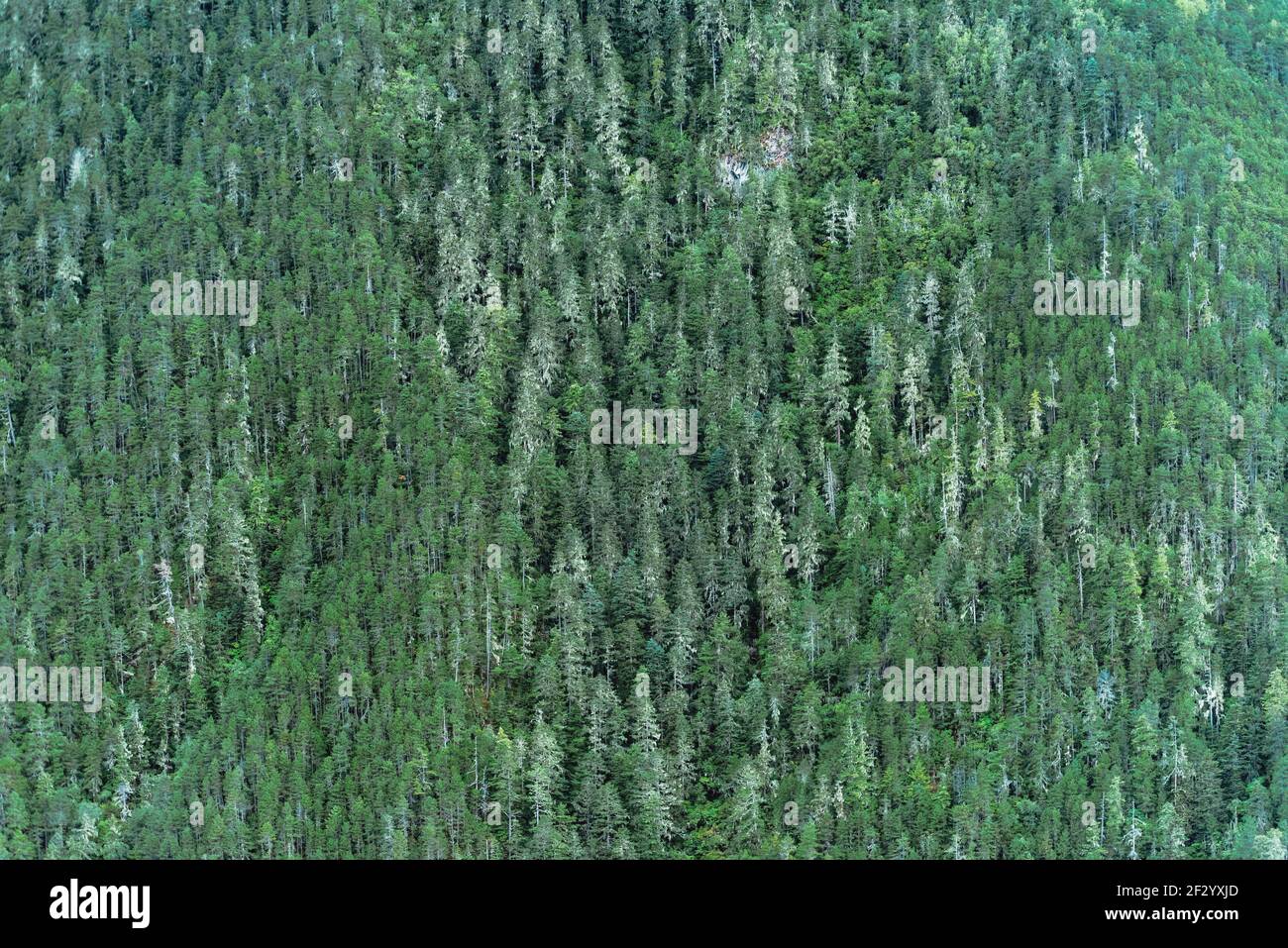 The forest on the mountain from afar Stock Photo - Alamy