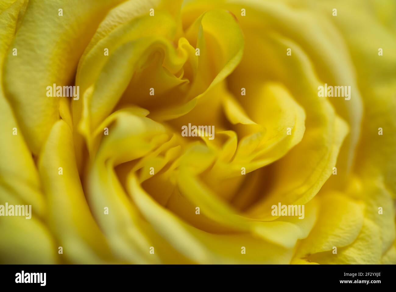 the close up of a beautiful yellow rose Stock Photo - Alamy