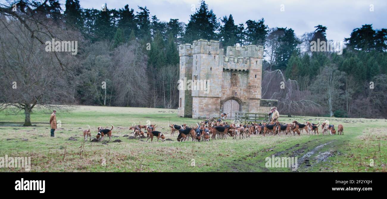 Excercising the Percy Hunt foxhounds Stock Photo - Alamy