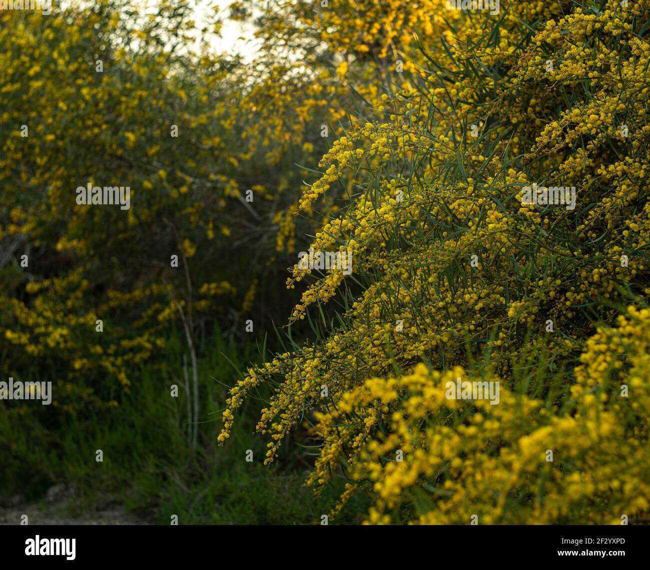 Acacia tree in bloom hi-res stock photography and images - Alamy