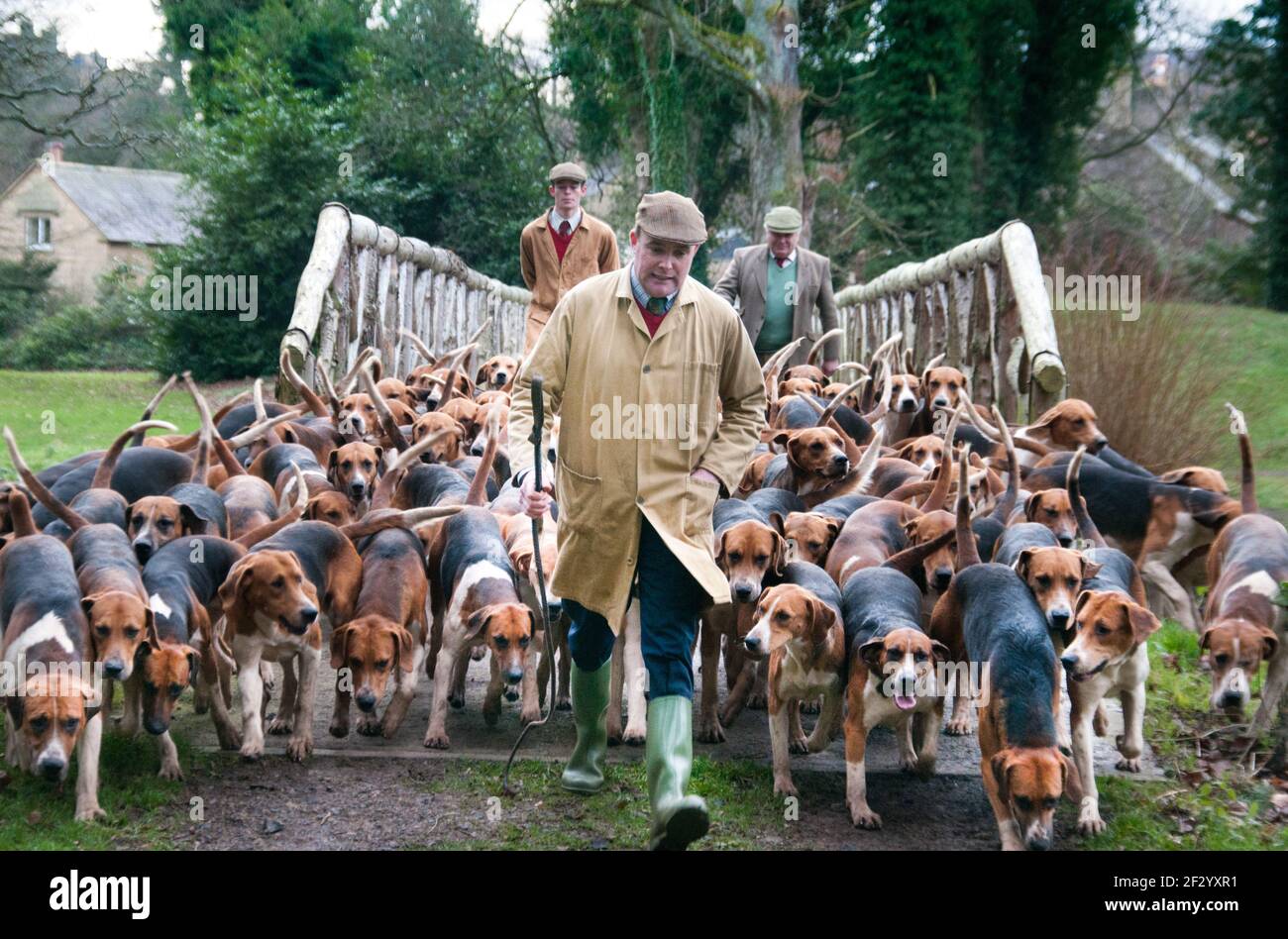Excercising the Percy Hunt foxhounds. Huntsman: Robert McCarthy (Light ...