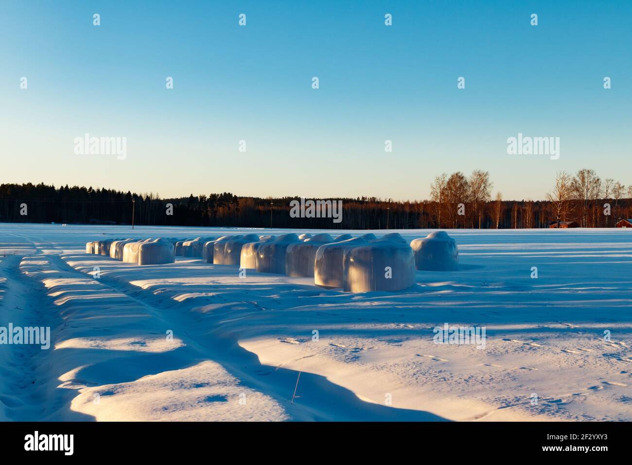 A winter country landscape with hay bales and hare tracks on snowy ...