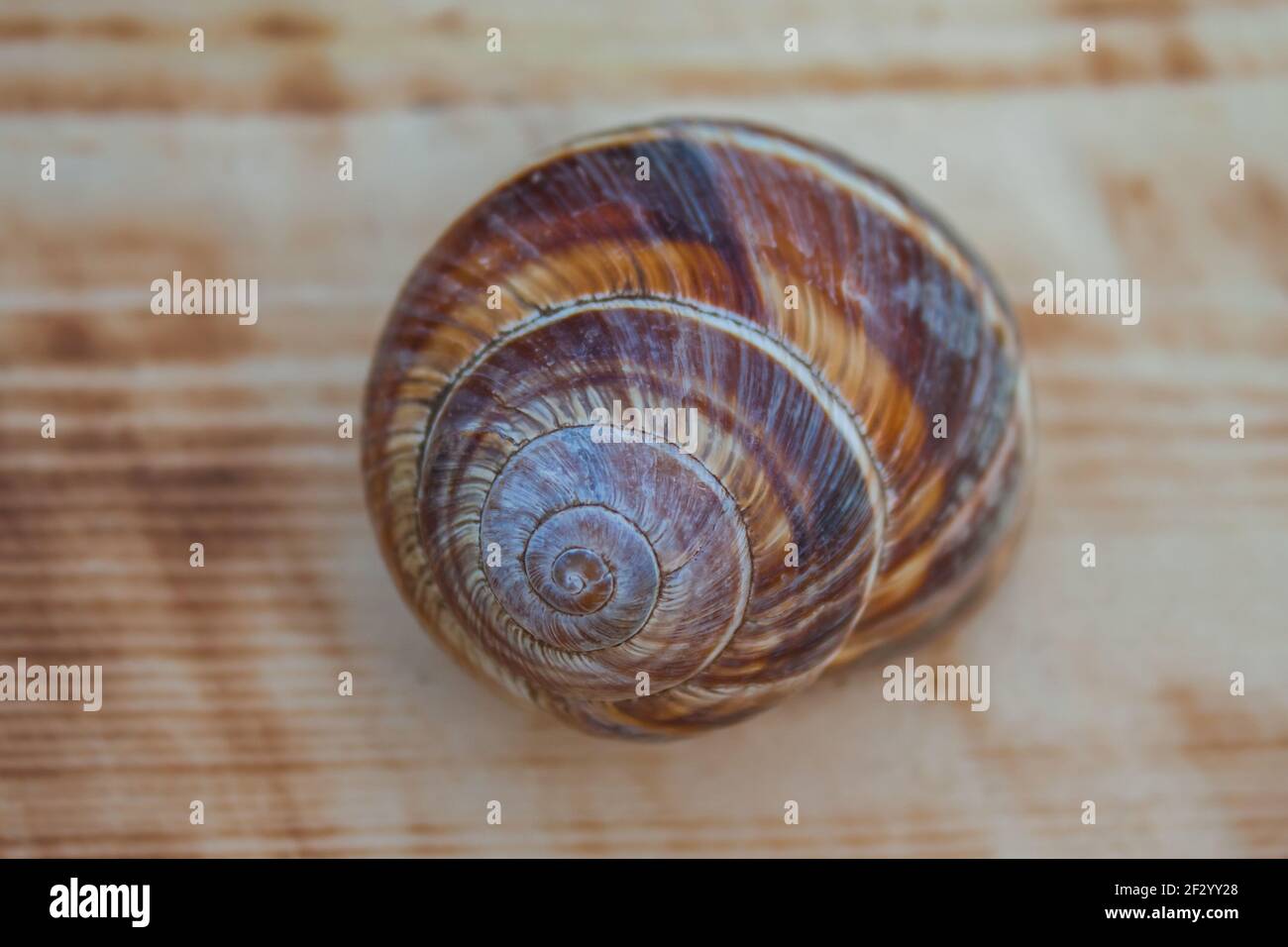 Sharp outline of the spiral on the shell of the snail. Close-up ...