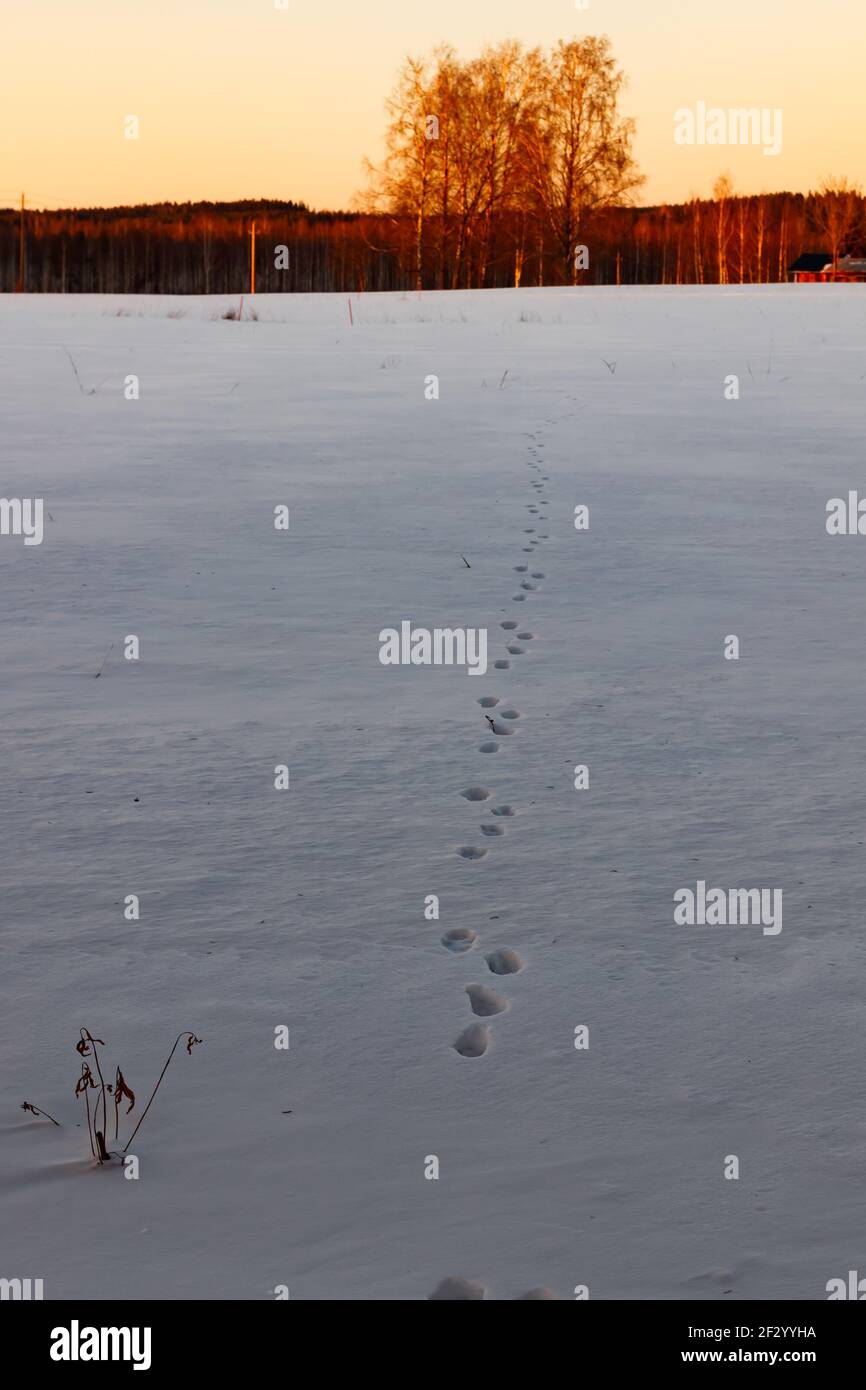 A winter country landscape with hare tracks on snowy field in sunset ...