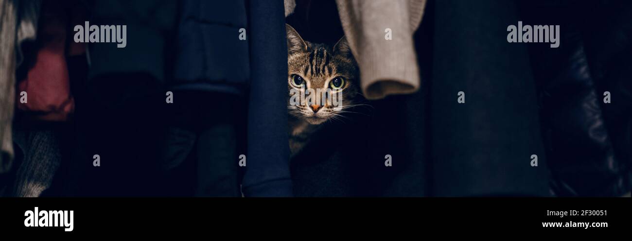 Funny scared tabby pet cat hiding in clothes at closet. Cute adorable ...