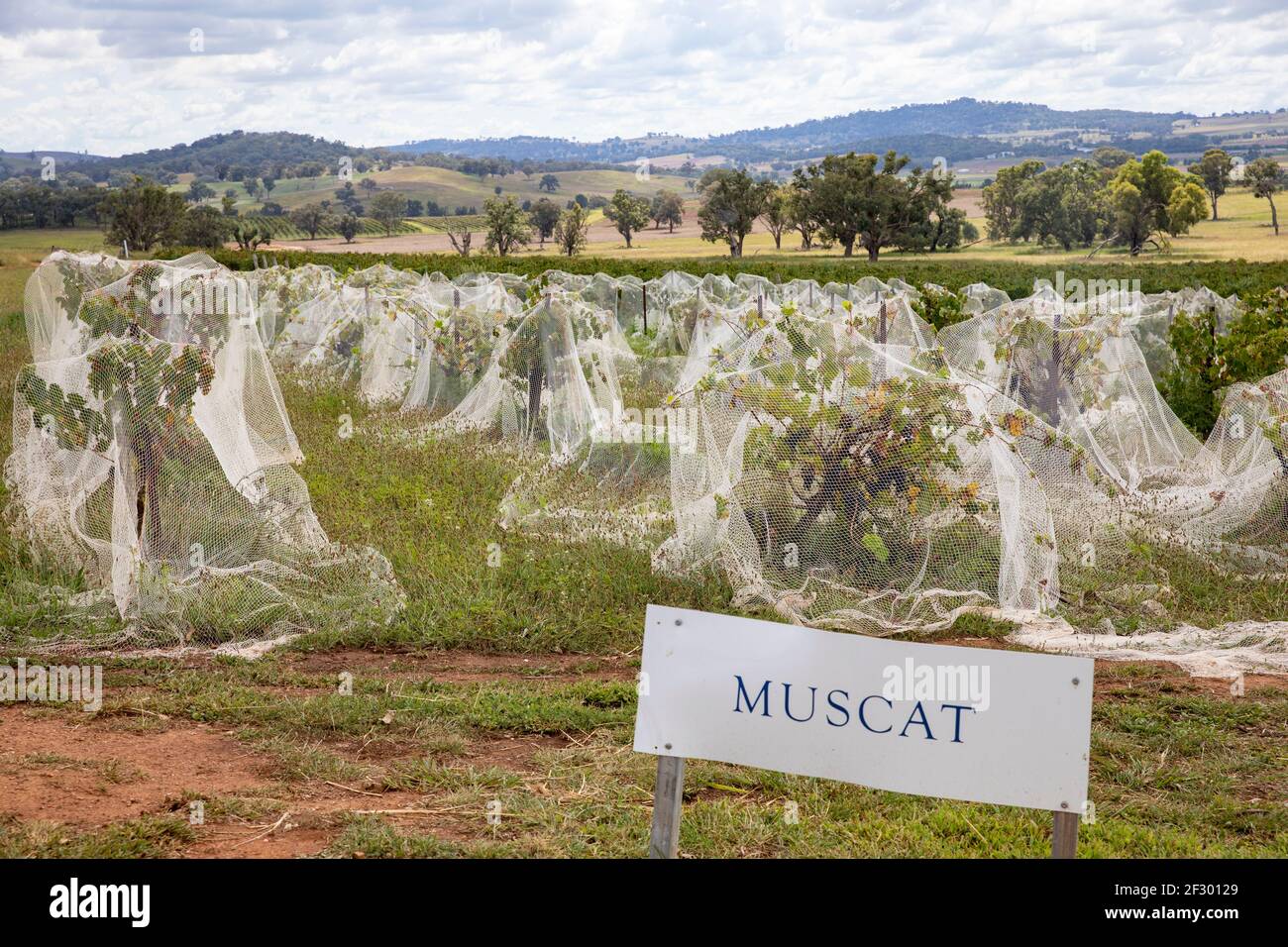 Muscat wine region hi-res stock photography and images - Alamy