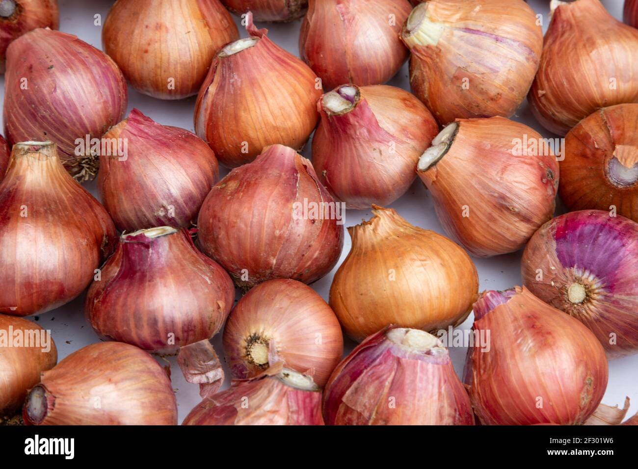 Onion texture hi-res stock photography and images - Alamy