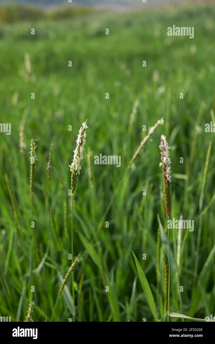 Black grass alopecurus myosuroides hi-res stock photography and images ...
