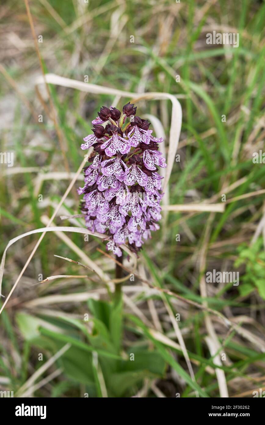 Orchis spring pink lady hi-res stock photography and images - Alamy