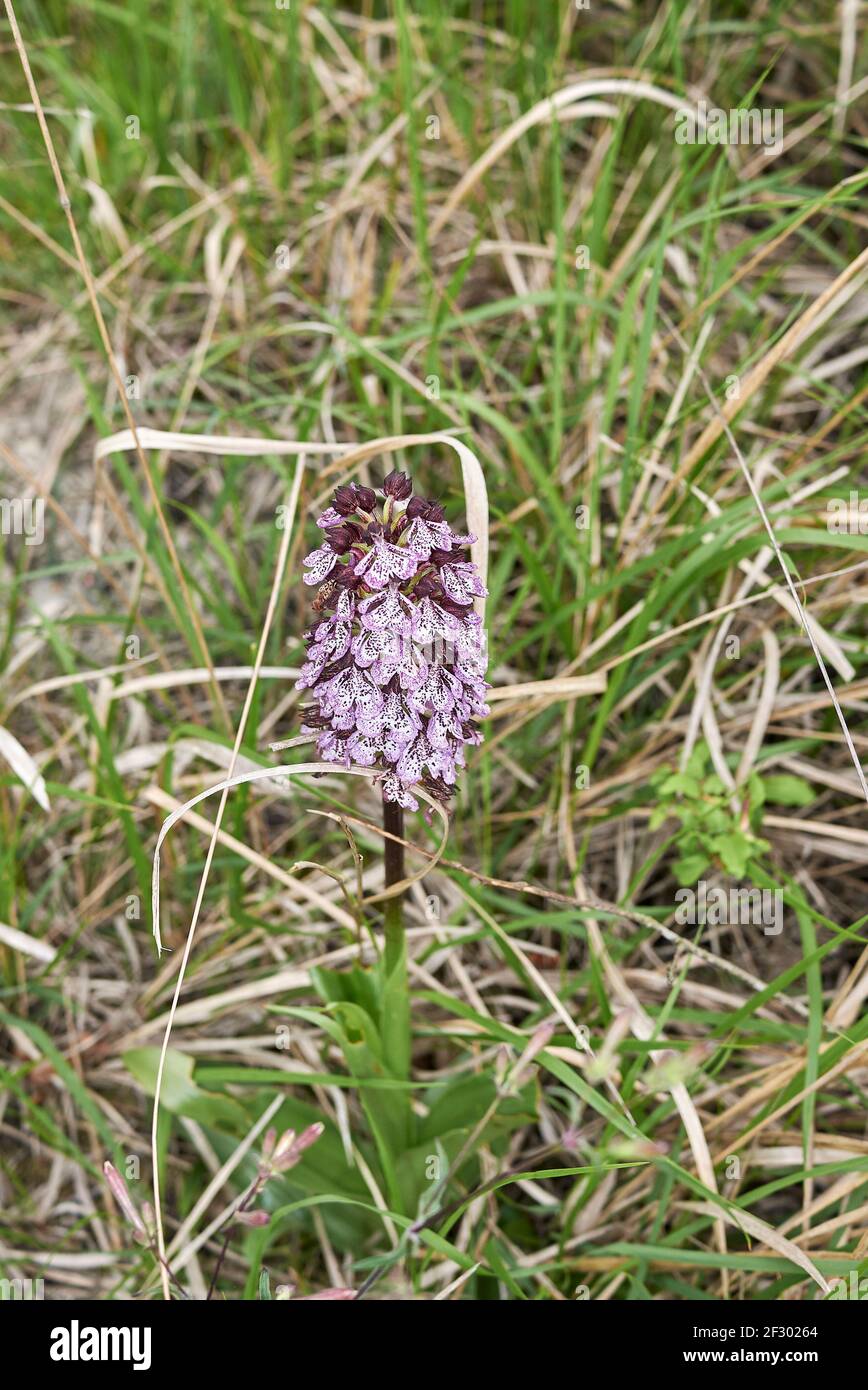 Orchis spring pink lady hi-res stock photography and images - Alamy