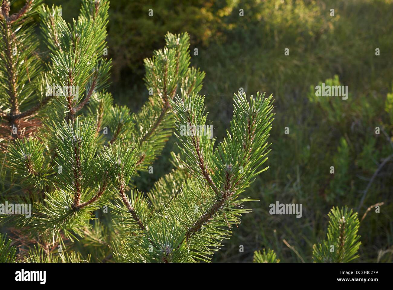 Pinus nigra tree hi-res stock photography and images - Alamy