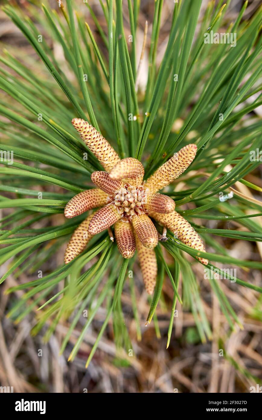 Pinus nigra tree hi-res stock photography and images - Alamy