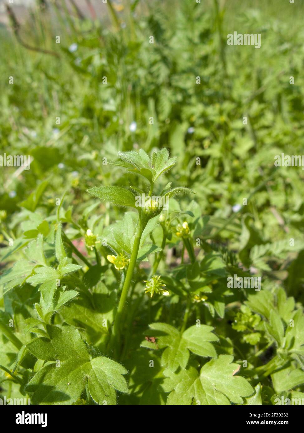 Ranunculus parviflorus yellow inflorescence Stock Photo - Alamy
