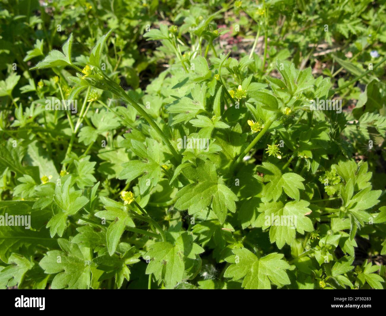 Ranunculus parviflorus yellow inflorescence Stock Photo - Alamy