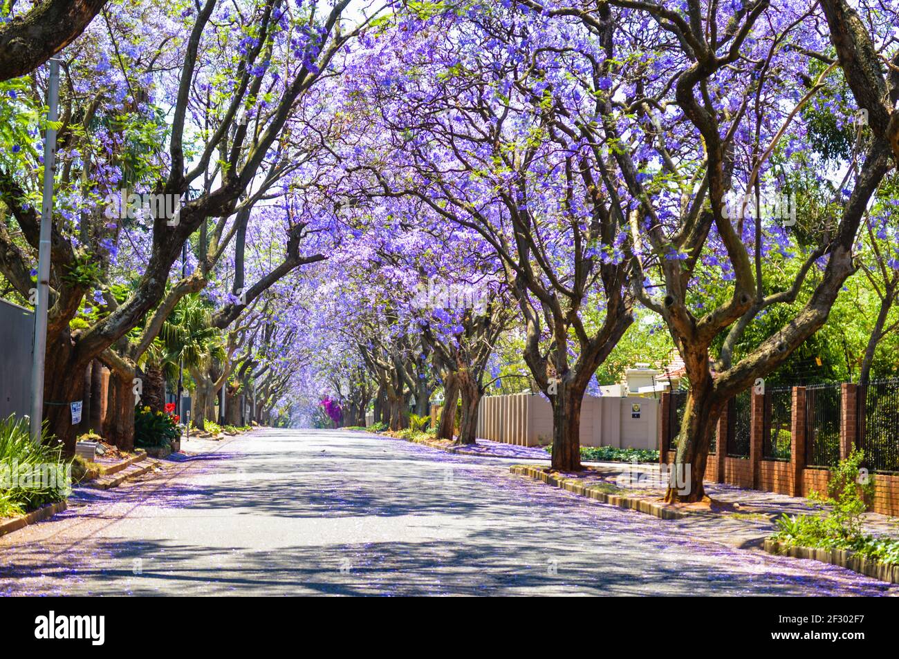 Purple blue Jacaranda mimosifolia bloom in Johannesburg street during ...