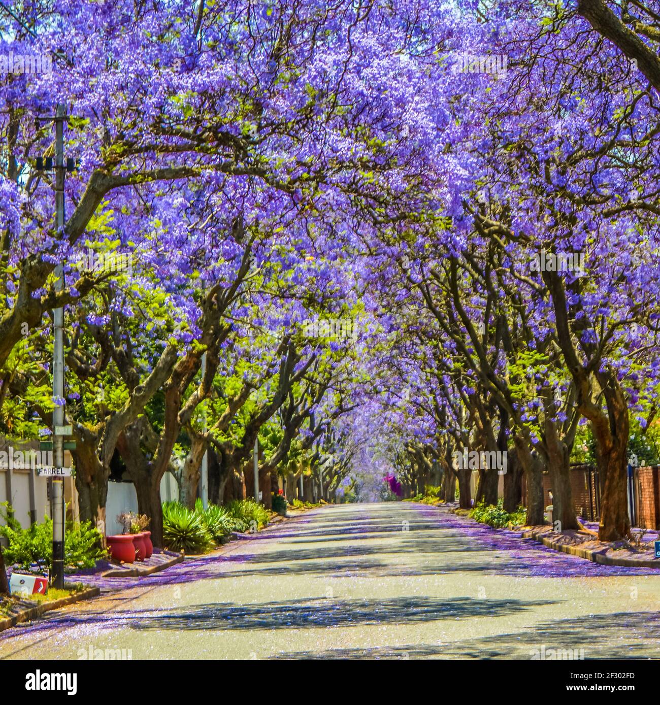 Purple blue Jacaranda mimosifolia bloom in Johannesburg street during ...