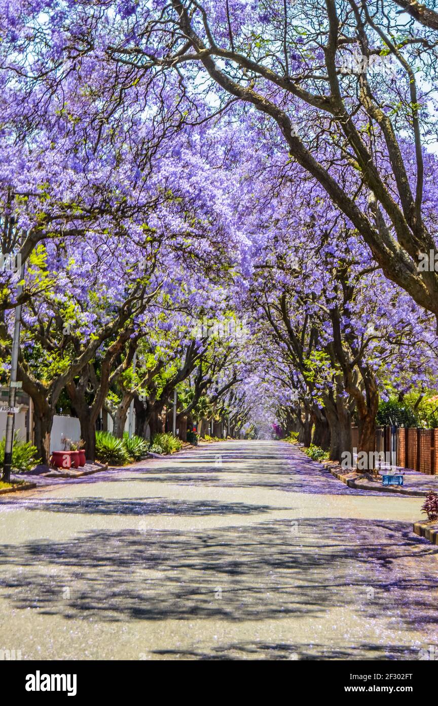 Purple blue Jacaranda mimosifolia bloom in Johannesburg street during ...