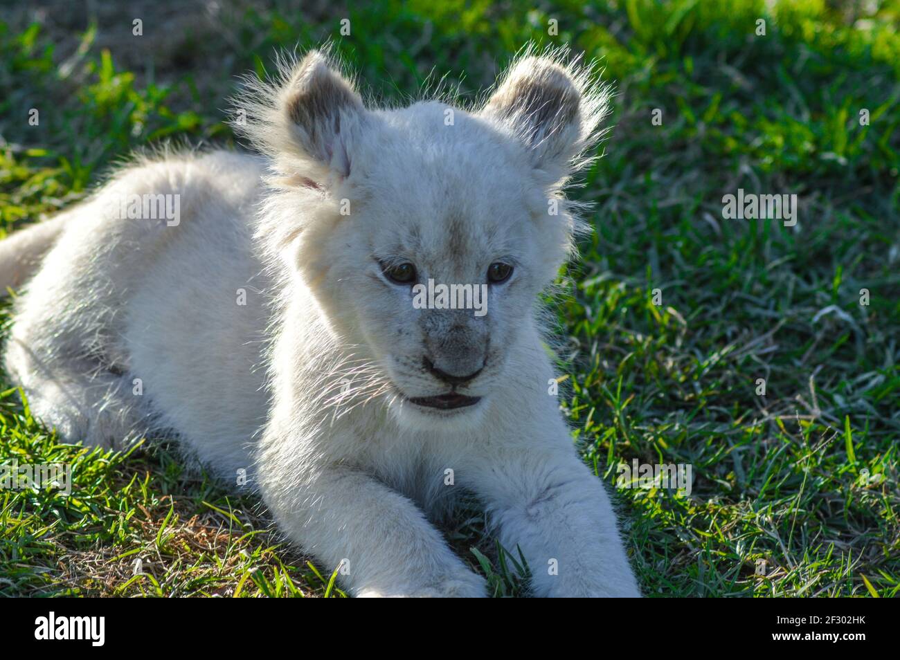 White Baby Lion Cubs