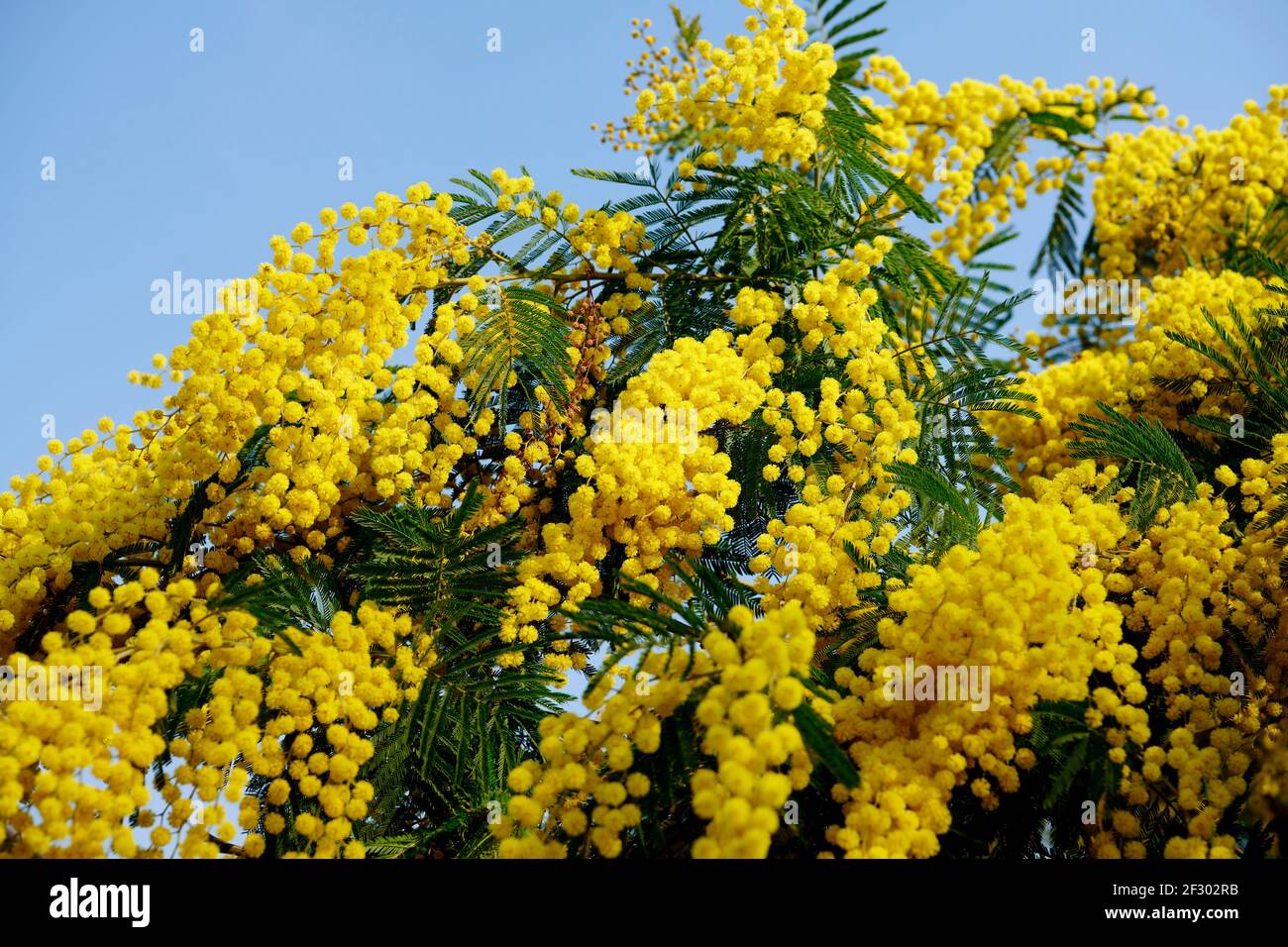 a plant of Mimosa in a garden Stock Photo - Alamy