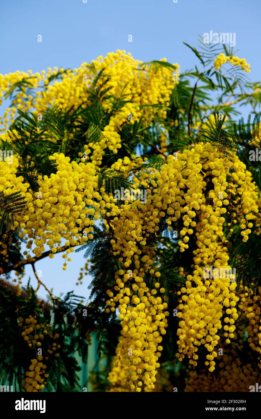 a plant of Mimosa in a garden Stock Photo - Alamy