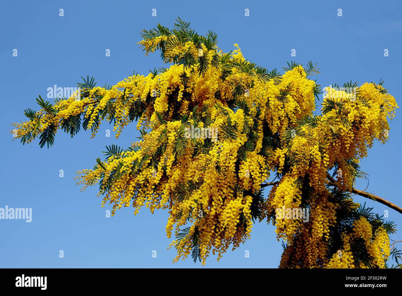 a plant of Mimosa in a garden Stock Photo - Alamy