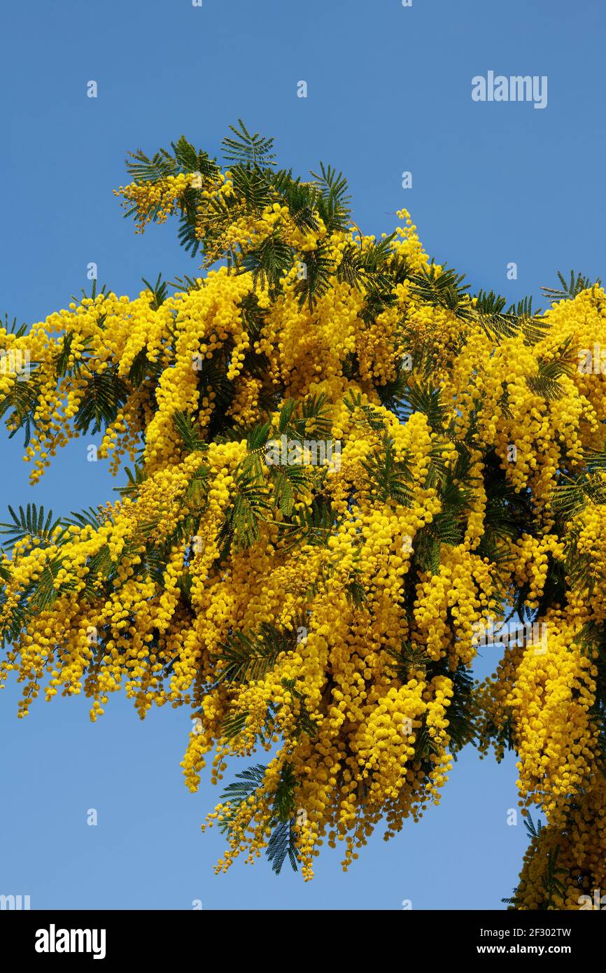 a plant of Mimosa in a garden Stock Photo - Alamy