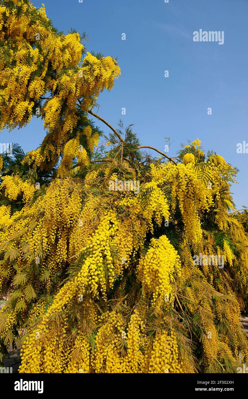 a plant of Mimosa in a garden Stock Photo - Alamy