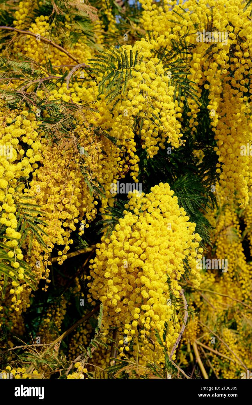 a plant of Mimosa in a garden Stock Photo - Alamy