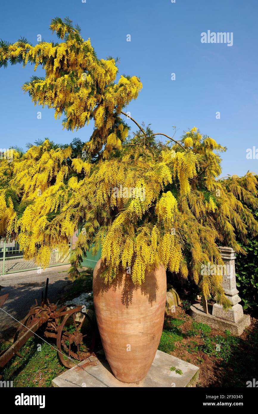 a plant of Mimosa in a garden Stock Photo - Alamy