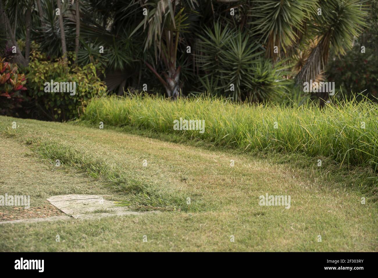 Cutting an overgrown private garden lawn of thick green grass. Tall ...