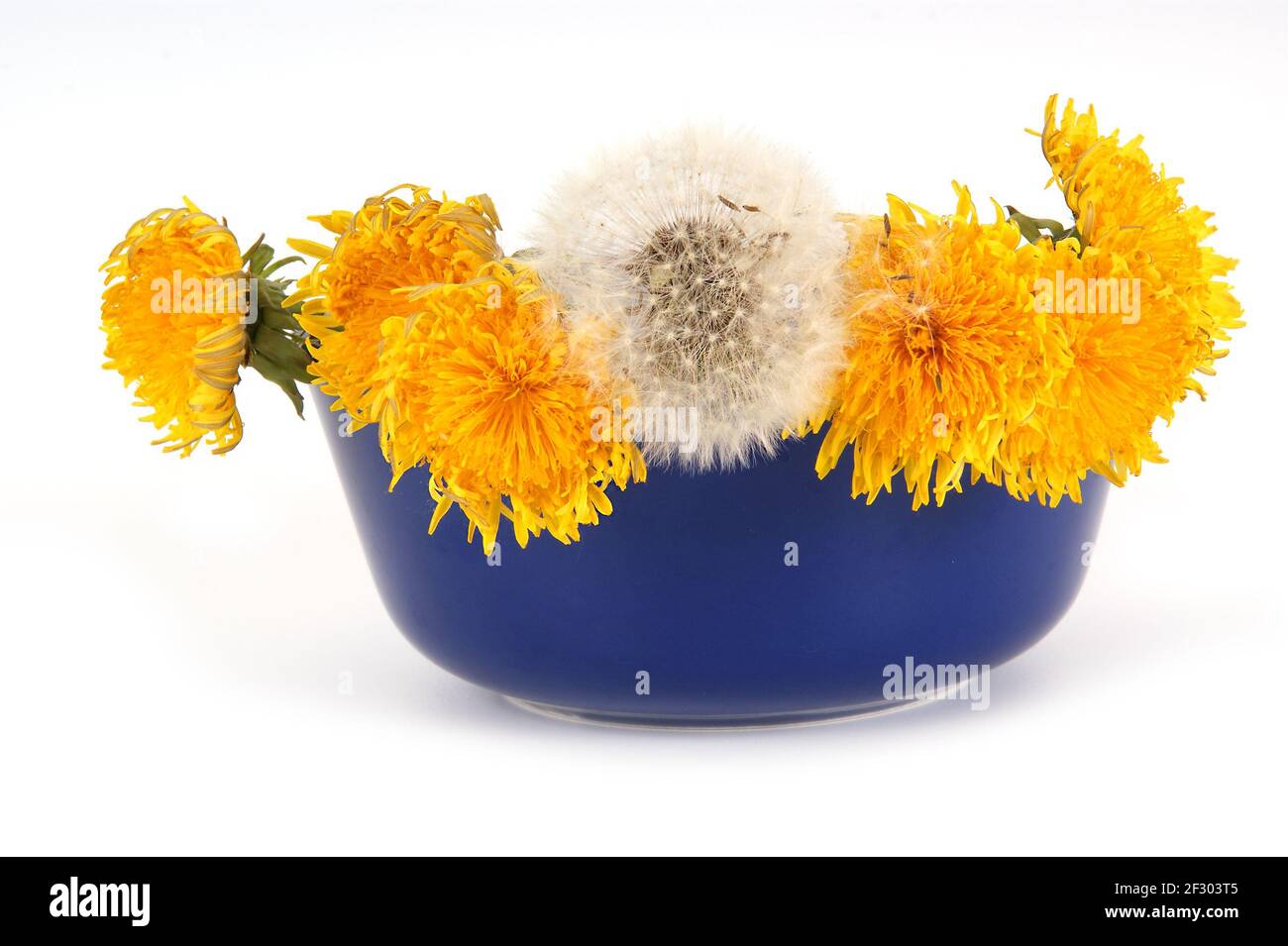 dandelion flowers in a vase on a white background Stock Photo - Alamy
