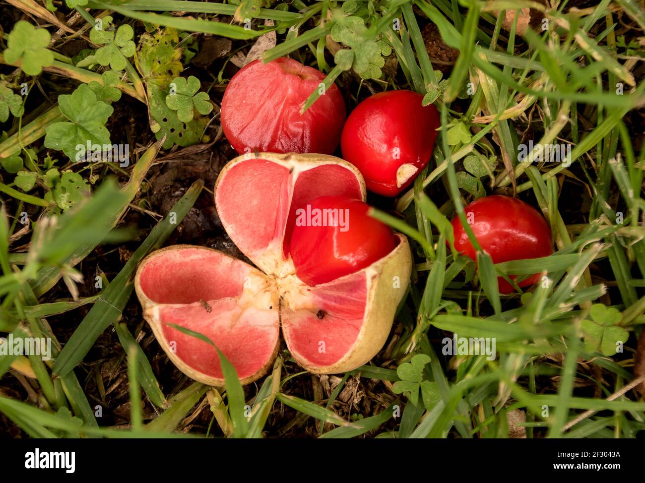 Fallen fruit of Small-leaved Tamarind (Diploglottis campbellii). Bright ...
